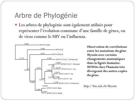PPT Introduction à la Phylogénie PowerPoint Presentation free
