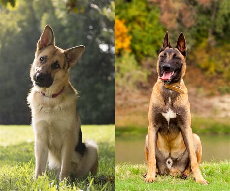 Belgian Malinois Vs German Shepherd