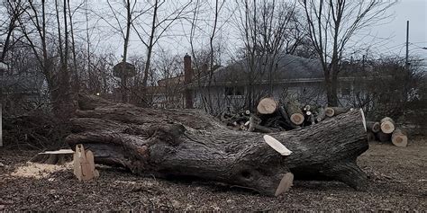 Common Tree Cutting Mistakes And How Experts Avoid Them