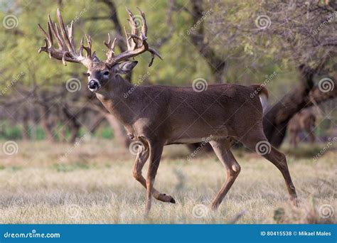 Monster Whitetail Bucks Alive