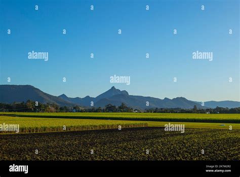 View Across The Cane Fields From South Murwillumbah To Mount Warning In