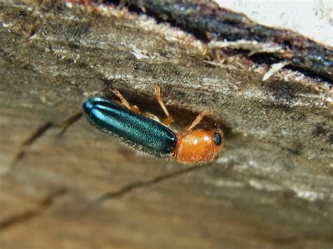キムネツツカッコウムシ 虫つれづれ対馬v2