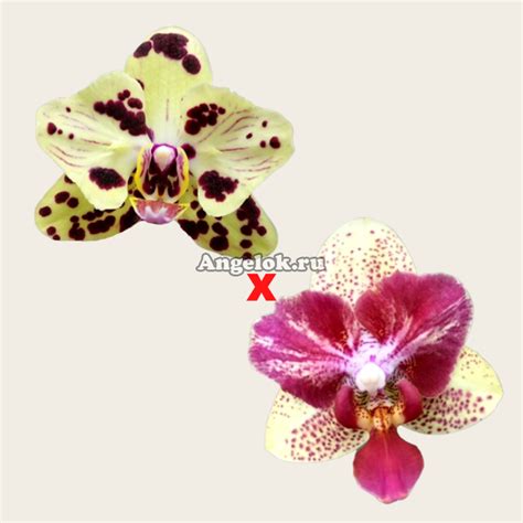 Фаленопсис гибрид детка (Phal. OX Sponge Bob peloric x Phal. Chi-Yueh ...