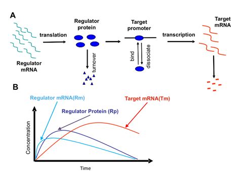 Schematics Of Transcriptional Regulation Process A Steps Of Chemical