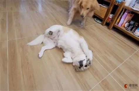 狗狗漏尿是怎么回事 如何解决唯宠网