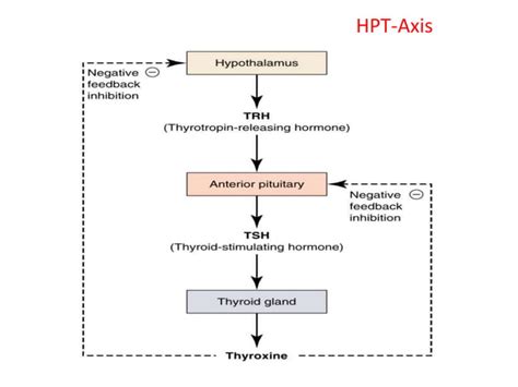 Neuroendocrine System And Neurosecretion Pptx