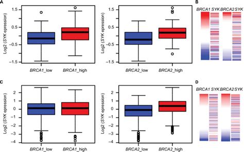 Association Between Brca2 And Syk Expression In Normal And Cancerous
