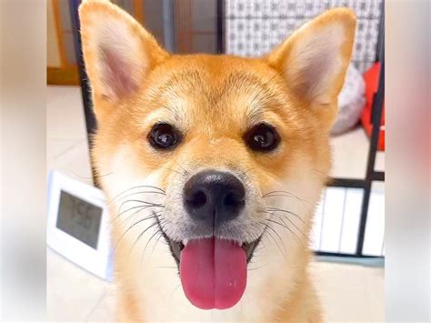 『1年間、毎日愛犬の写真を撮ってみた』結果365日間の『愛くるしい変化』が30万再生「素敵」「ずっと可愛い」「愛情あふれてる」と絶賛