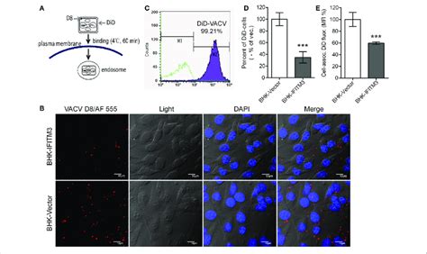 Interferon Inducible Transmembrane Protein 3 Ifitm3 Overexpression