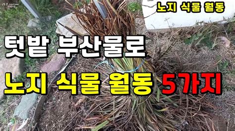 노지 식물 월동 주변 에서 나오는 여러 가지 부산물들을 이용해서 노지 식물 월동하기 Youtube
