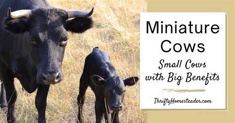 Miniature Cattle Breeds With Pictures