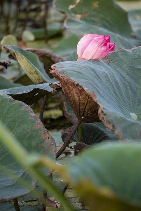 Flower Nature Lotus Free Photo On Pixabay Pixabay