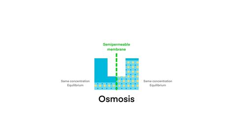 Osmosis Diffusion Process Isolated Diagram Simple Reverse Osmosis