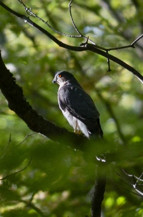 Sharp Shinned Hawk From Rupert Vt Usa On September 12 2020 At 0844 Am By Nathaniel Sharp