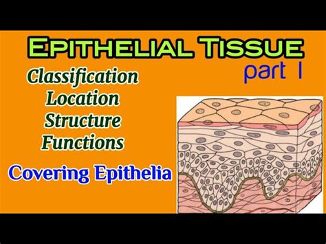 Epithelial Tissue Function