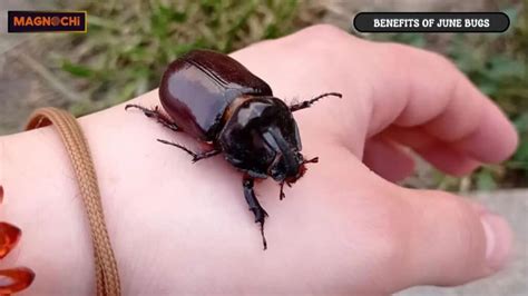 Do June Bugs Attack Humans Behavior And Control