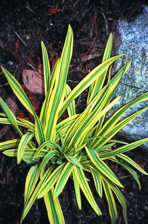 Learn About Hemerocallis Malja J Malan 94 Perennial Encyclopedia