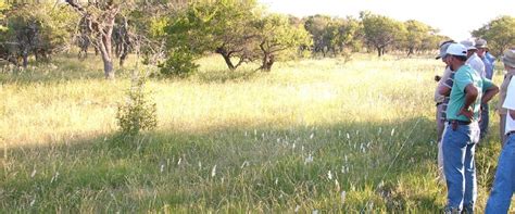Incentivan La Conservación De Bosques Nativos Y Regeneración De áreas Degradadas Informe Litoral