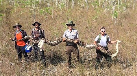Python Invasion Has Exploded Out Of The Everglades And Into Nearly All