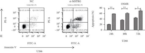 Knockdown Osmr Improves Mm Cell Apoptosis And Reduces Proliferation