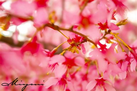 Miyoni Nature On Tumblr