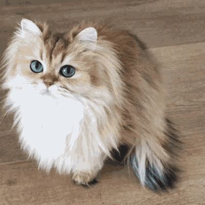 Hosico Hosico
