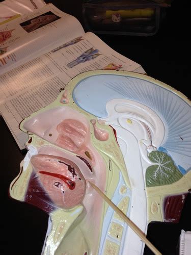 Respiratory Lung Model And Sagittal Section Of Head Flashcards Quizlet