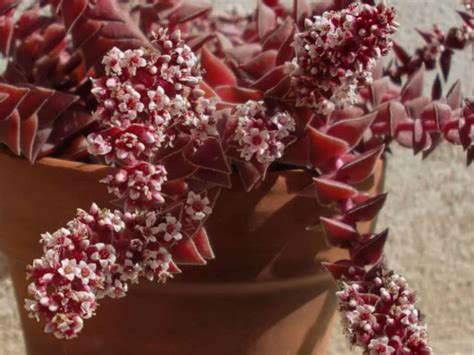 Crassula Capitella Subsp Thyrsiflora Pagoda Village World Of