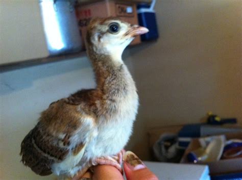 Sexing Peachicks Backyard Chickens Learn How To Raise Chickens