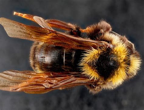 20 Types Of Bumblebee Species Facts And Photos