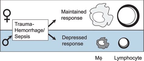 Gender And Sex Hormones Influence The Response To Trauma And Sepsis