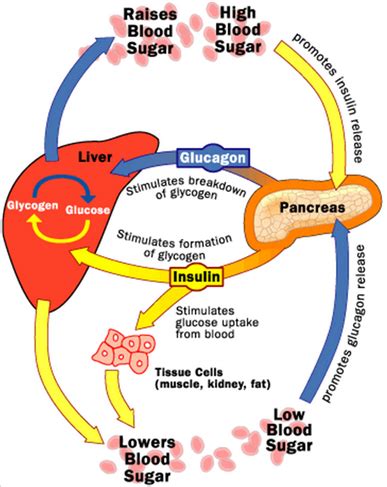 Control Of Blood Glucose Concentration The A Level Biologist