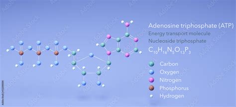 Adenosine Triphosphate Molecular Structures Energy Transport Ball