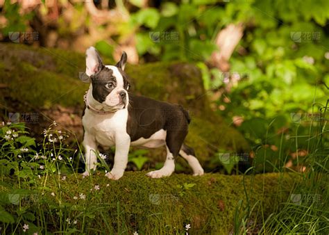 波士顿梗法国斗牛犬小狗