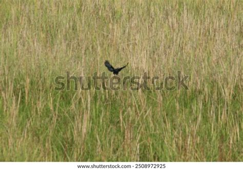 Jacksons Widowbird Photos And Images