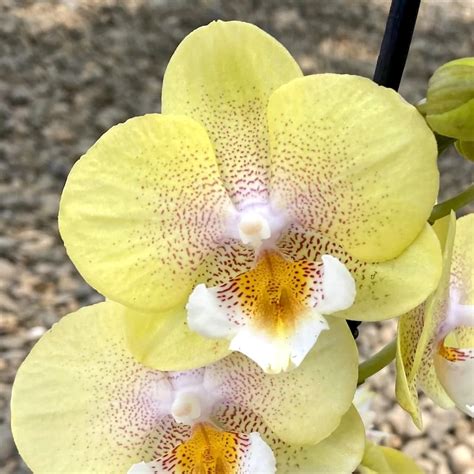 Phalaenopsis Younghome Walle '05103' - big lip
