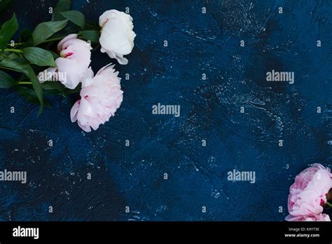 Fresh Peonies On Blue Stock Photo Alamy
