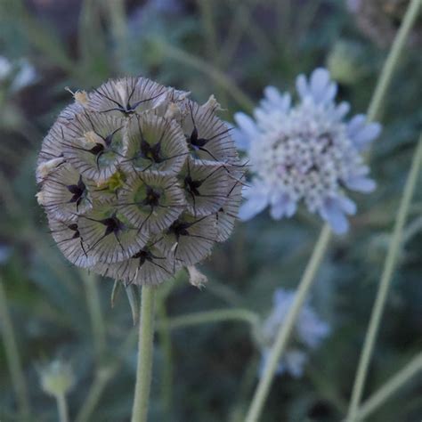 Naturix Wholesale Green Color Starflower Flower Seeds For Planting