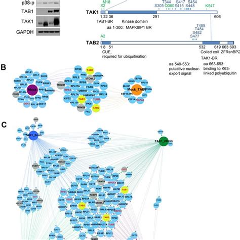 Tak1 Constitutively Associates With Tab1 Tab2 And Tab3 In Ags Cells