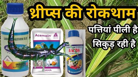 थरपस कट क पकक समधन ganne me thrips ki dawa Thrips control