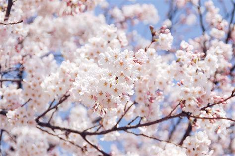 100 000 Free Cute Sakura And Sakura Images Pixabay