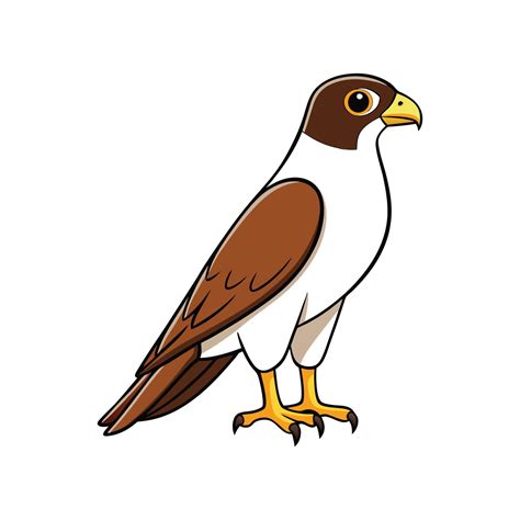 Vivid Ferruginous Hawk Design 58107934 Vector Art At Vecteezy