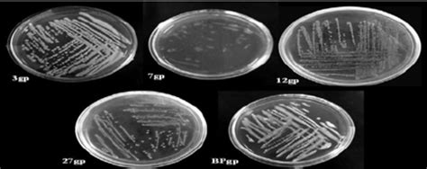 Generation Times Of Tested Chickpea Nodulating Bacteria Download