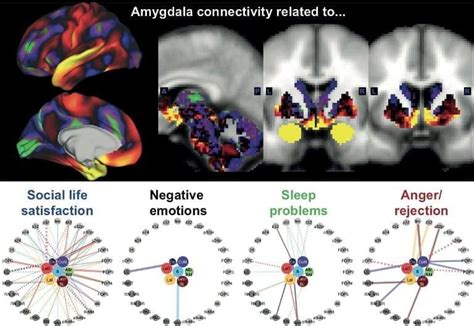 The Relationship Between Particular Brain Circuits And Different