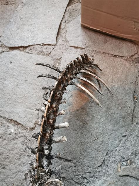 Need Help Identifying These Bones R Bonecollecting