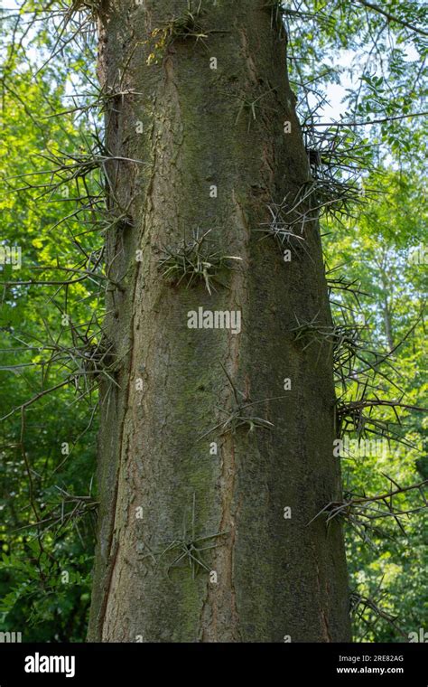 Honey Locust Tree Bark