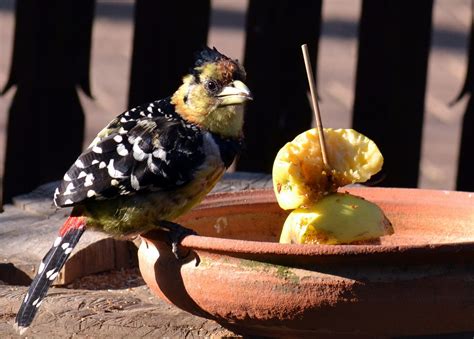 Garden Bird Food - Free photo on Pixabay - Pixabay