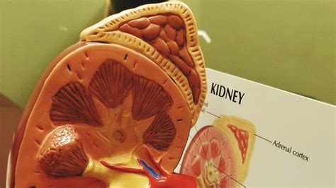 Conheça o Feocromocitoma UROBH Urologia Minimamente Invasiva