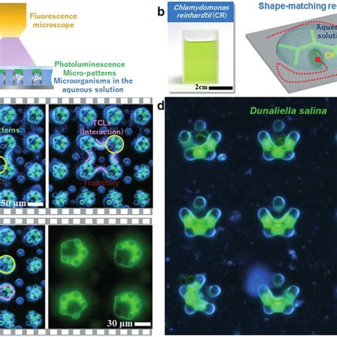 Shape Matching Recognition Of Phototactic Microorganisms A Schematic