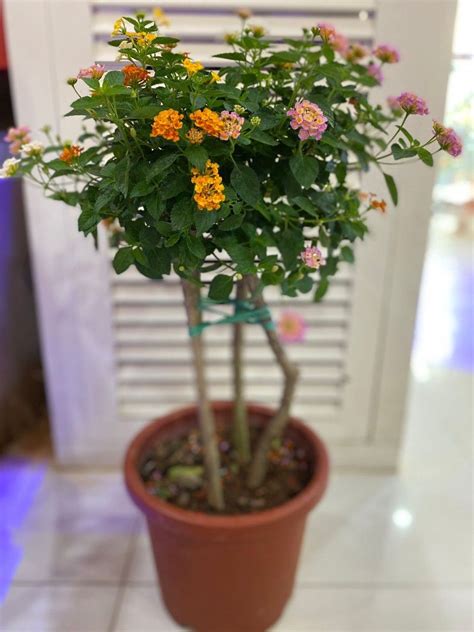 Bonsai Lantana Furniture And Home Living Gardening Plants And Seeds On